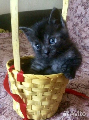Котенок 1,5 месяца