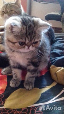 Продаю котенка