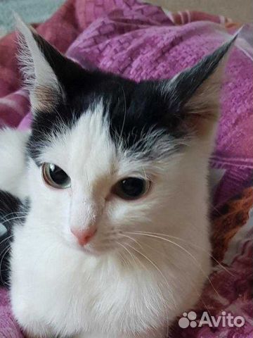 Кошечка - подросток Мышка