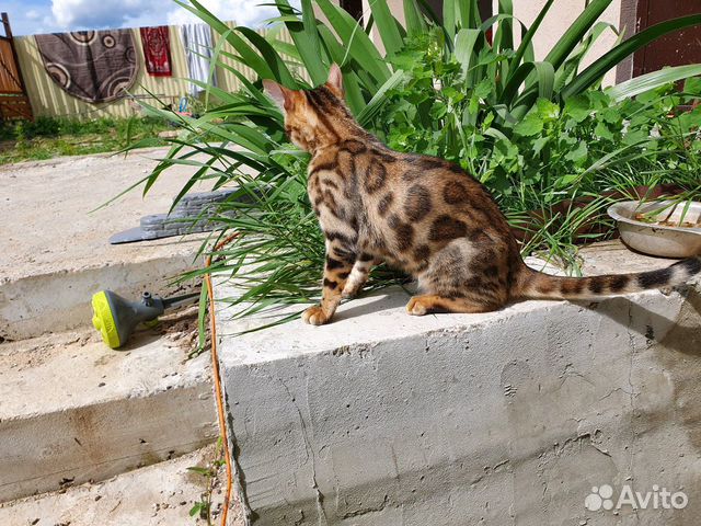 Бенгалочка в разведение