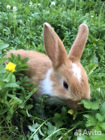 Крольчонок девочка