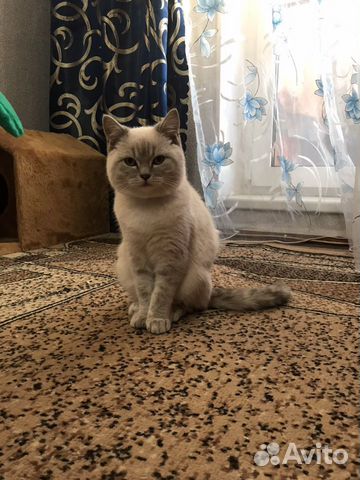 Котёнок британская шиншилла