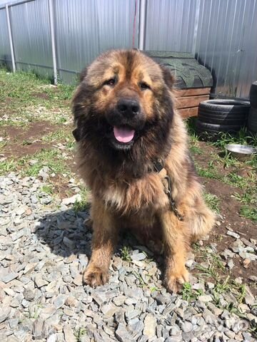 Кавказская овчарка