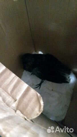 Черная ворона