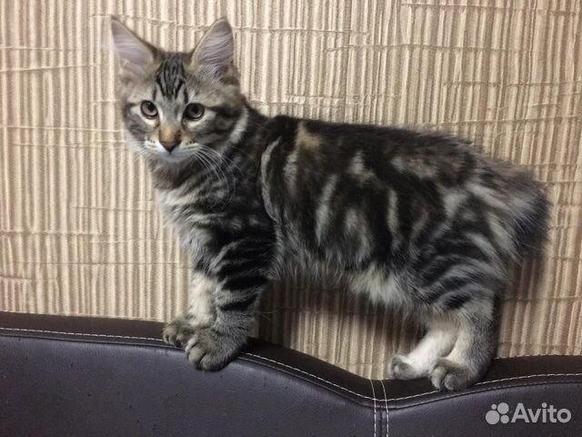 Продажа котят. Курильский Бобтейл