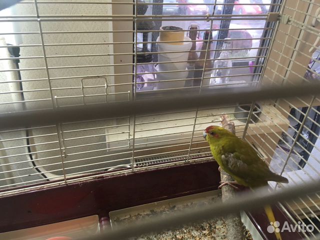 Попугай какарик