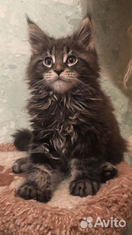 Крупный котик Мейн кун Ерофей 2 м 2 кг