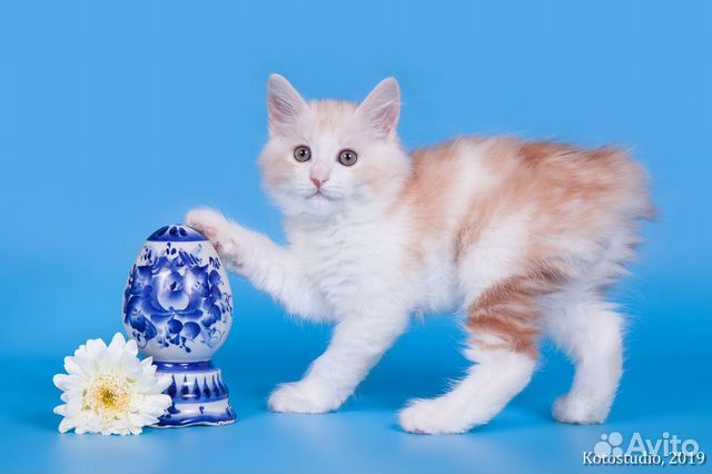 Курильский мальчик для любви