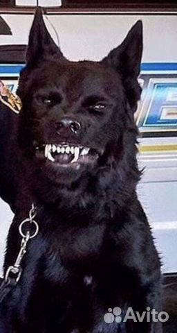 Отдаётся собака в добрые руки