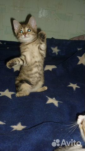 Тигруша, киска, 2 мес