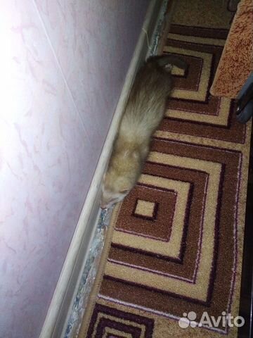 Хорек