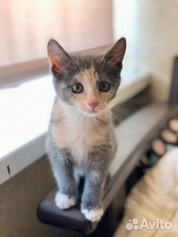 Котёнок Катрин