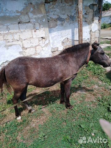 Продам пони