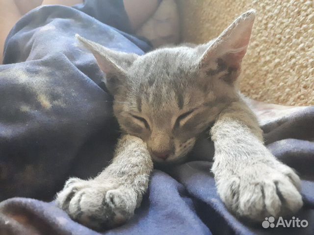 Девочка 2 месяца уральский рекс