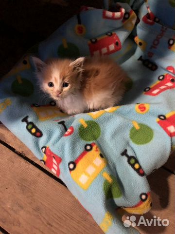 Рыженький котёнок