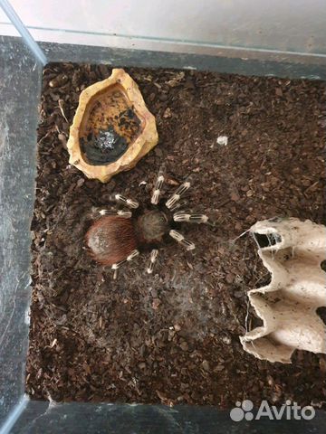 Паук птицеед nandu chromatis