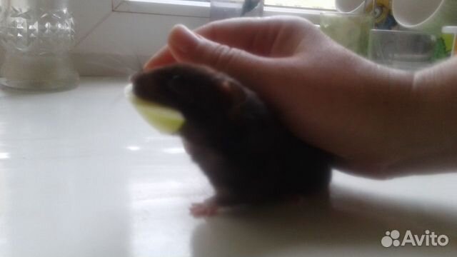 Продам сирийских хомячков