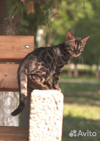 Угольный бенгал