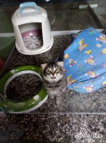Котенок