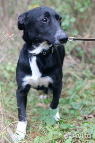 Метис такса-лайка