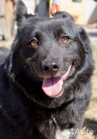 Чара-брошенка из леса