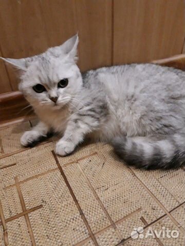 Британская кошка