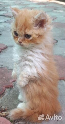 Манчкин коротколапый