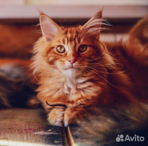 Ласковый мейн-кун на ваш диван