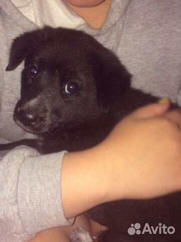 Лабрадор щенок