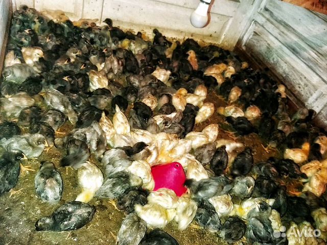 Цыплята цыплята доминант