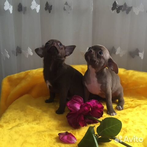 Девчушки - чишки