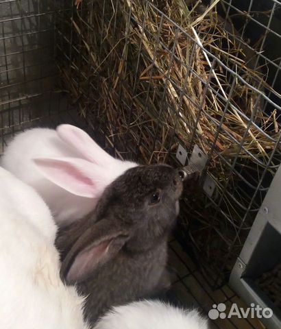 Кролики мясных пород