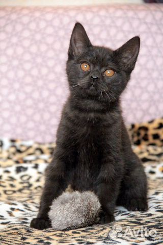 Котенок с янтарными глазами в дар