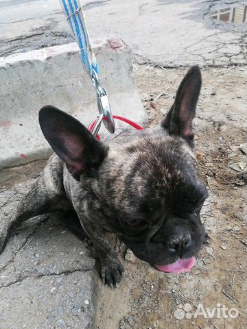 Ишю хозяина Французский бульдог