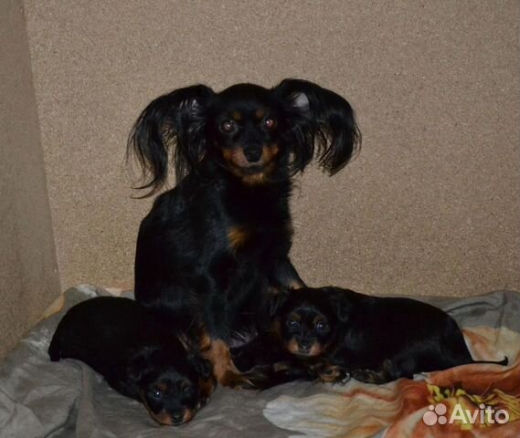 Длинношерстные антистрессики для души