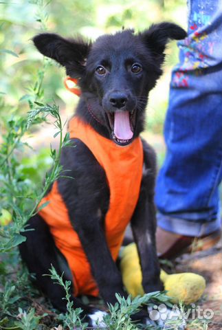 Главная милашка- Пушинка