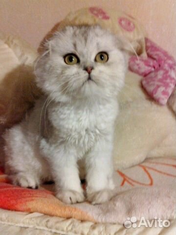 Детки конфетки