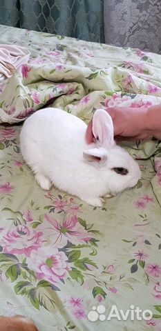 Декоративный кролик