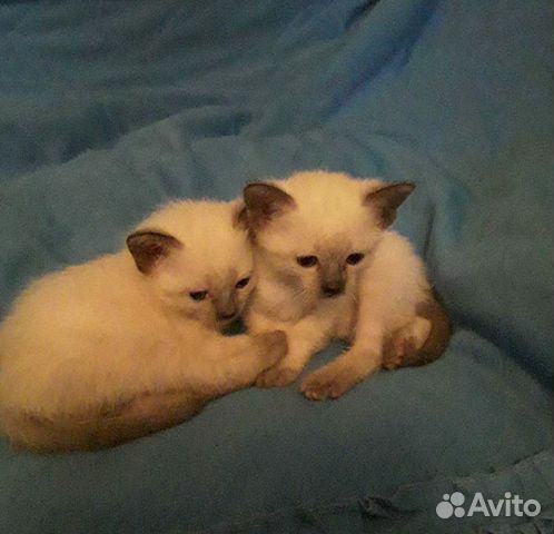 Счастливые сиамские котята 1 мес и 1 нед