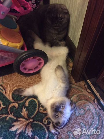 Шотландский котёнок из питомника девочка