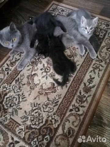 Очаровательные котята