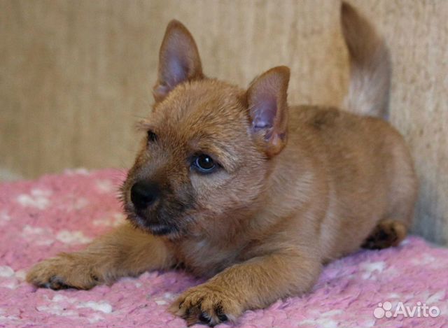 Мальчик норвич терьер