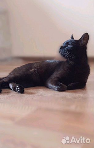 Настрадавшийся, бархатный котик в добрые руки