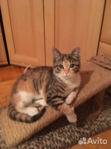 Котёнок