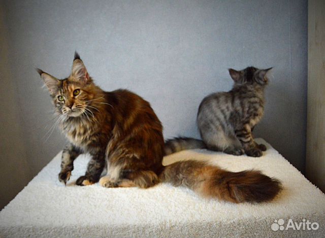 Лира-шикарная черепаха