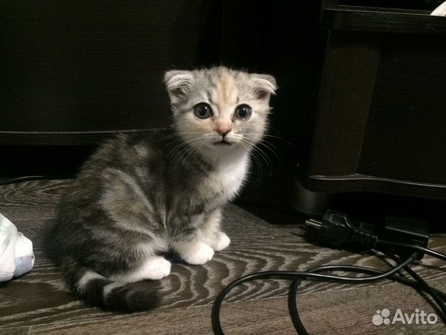 Британский вислоухий (девочка)