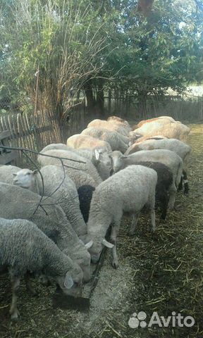 Овцы с ягнятами