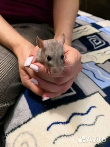 Крысята в дар