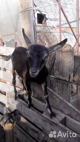 Козы, козлы производители и козлята порода Чешская