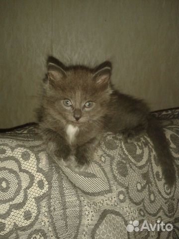 Котята-нибелунги